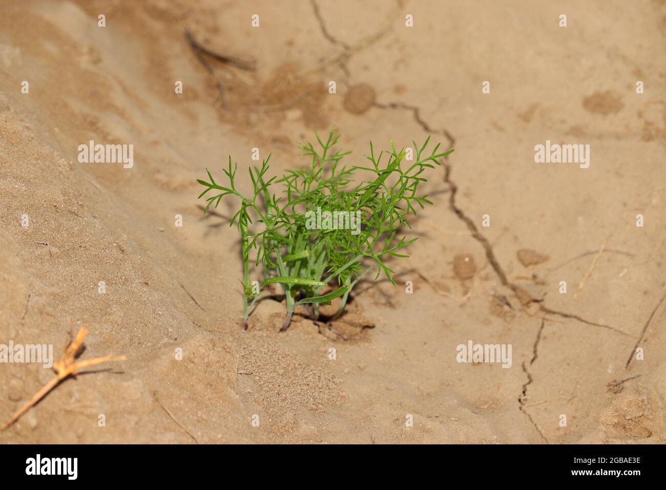 Bulb fennel growing hi-res stock photography and images - Alamy