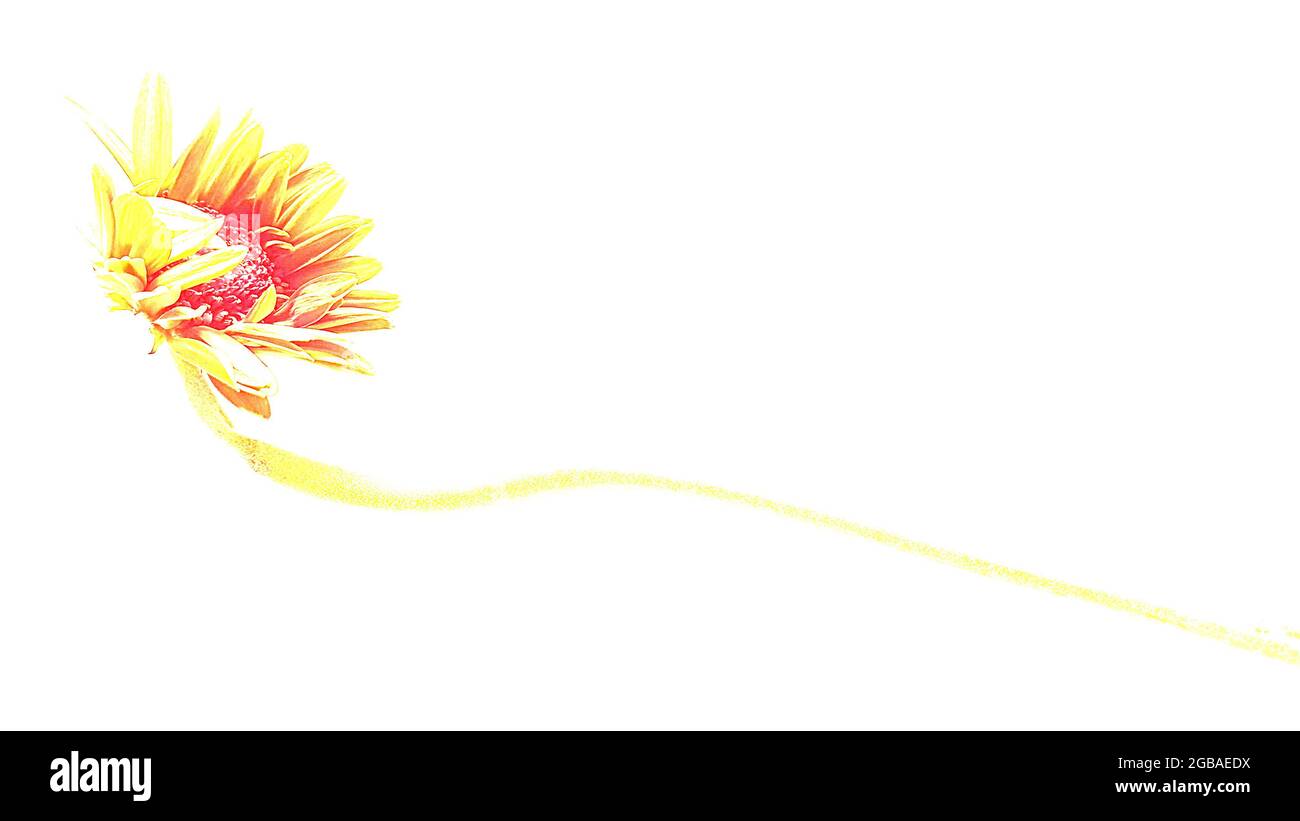 Stylised wilted gerbera on white background Stock Photo - Alamy