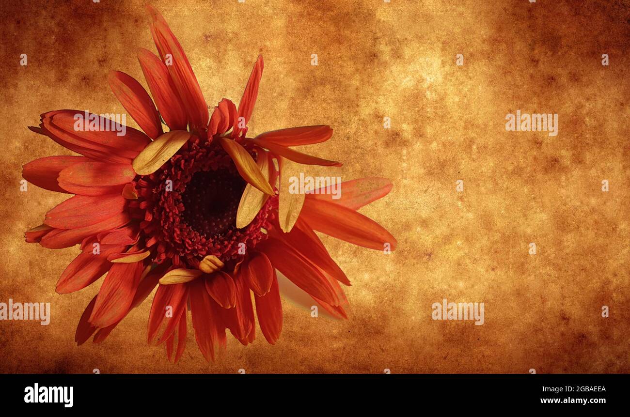 Background featuring gerbera and copy space Stock Photo - Alamy