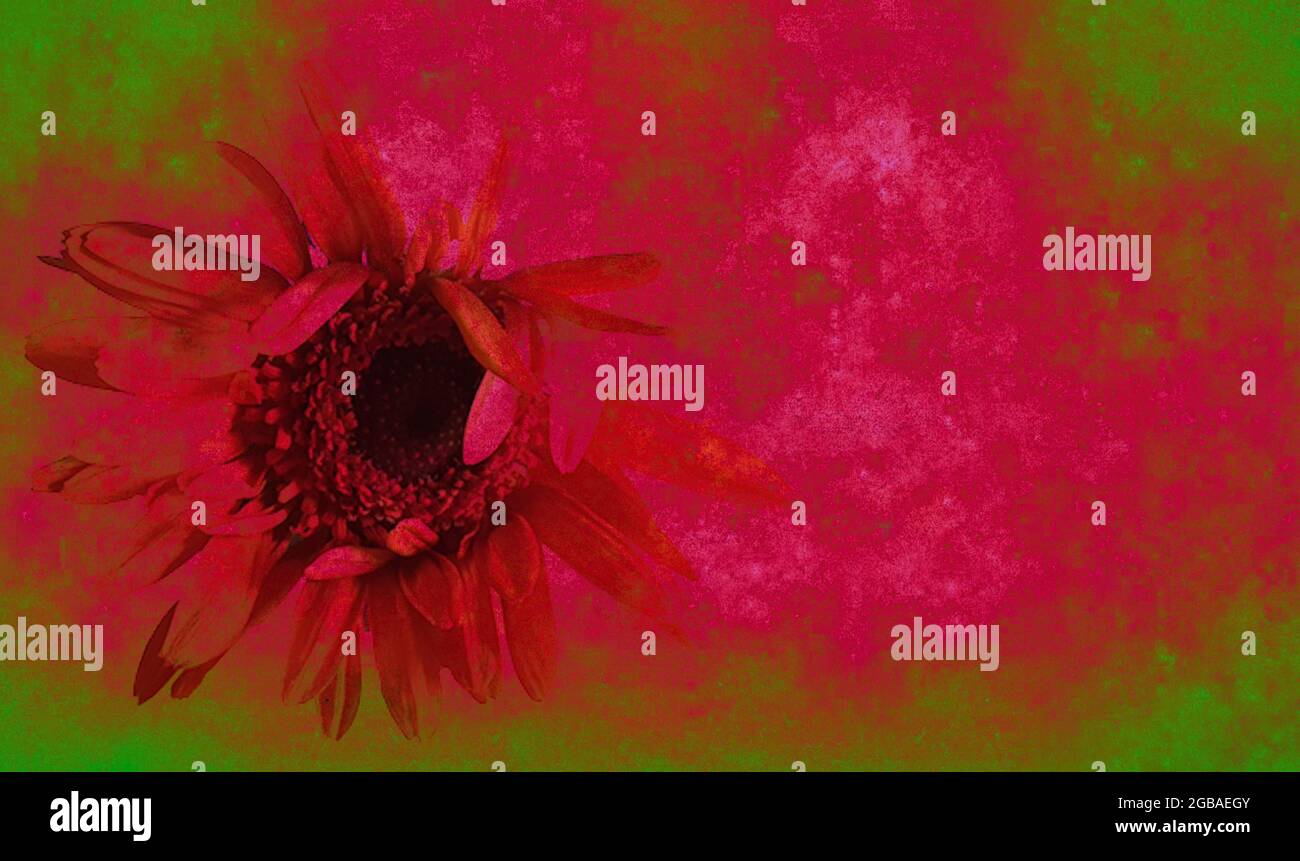 Background featuring gerbera and copy space Stock Photo - Alamy