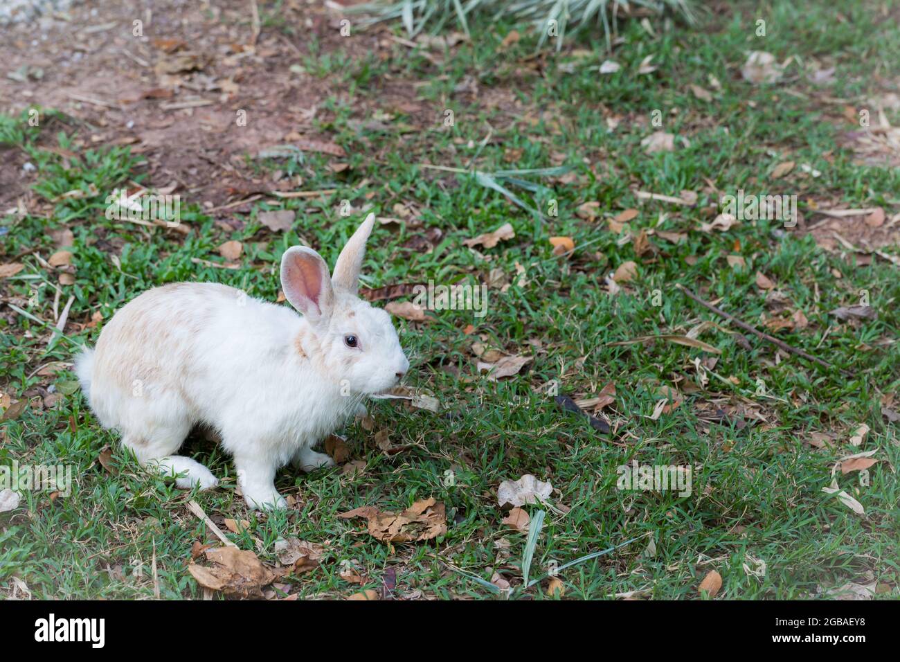 Wild rabbit in the nature background Stock Photo - Alamy