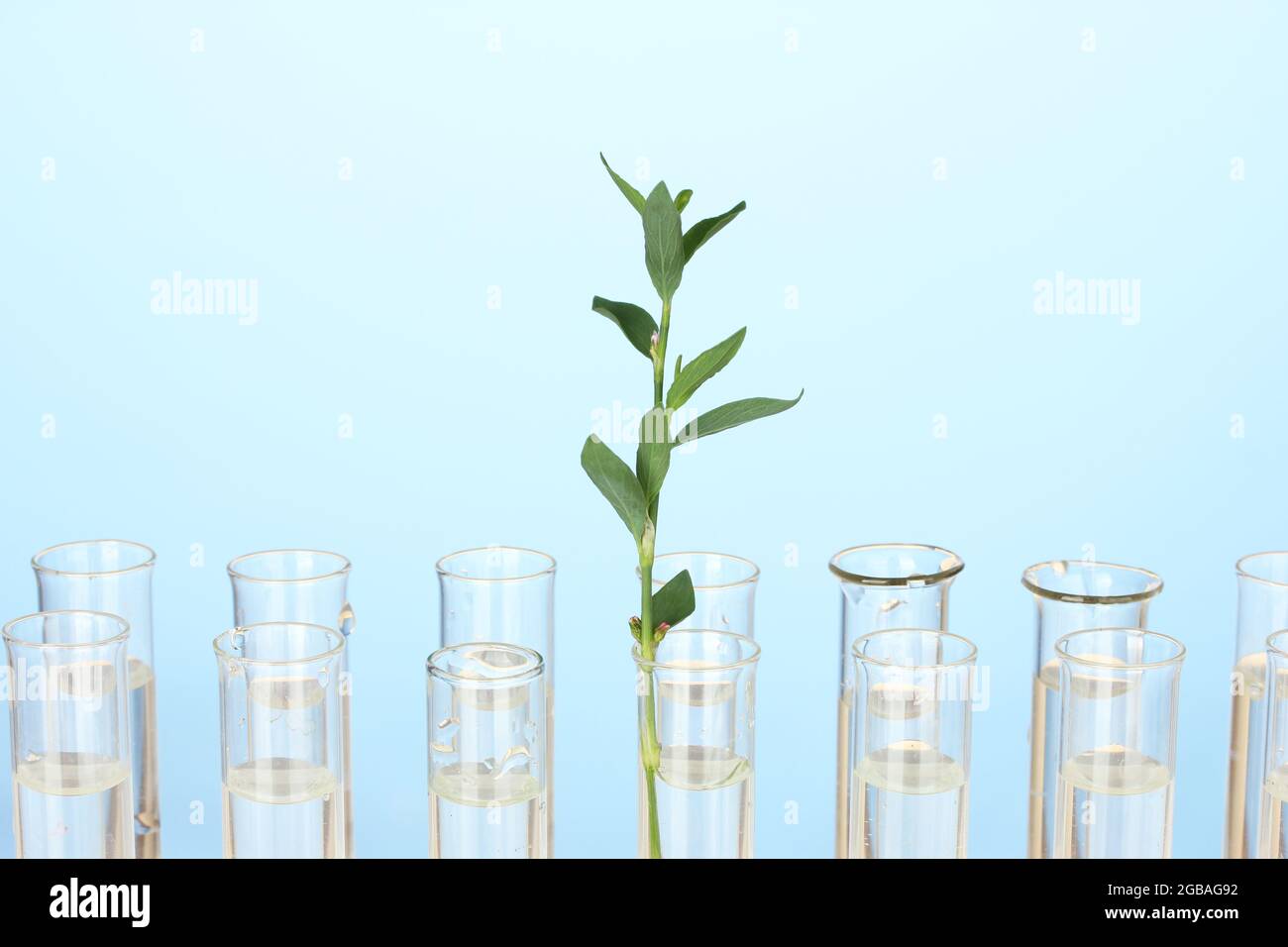 Test-tubes with a transparent solution and the plant on blue background ...