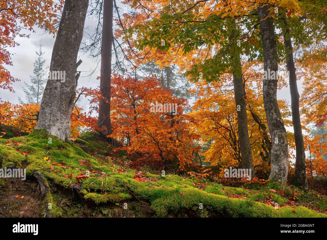 autumn forest on a misty morning. beech trees in colorful foliage ...
