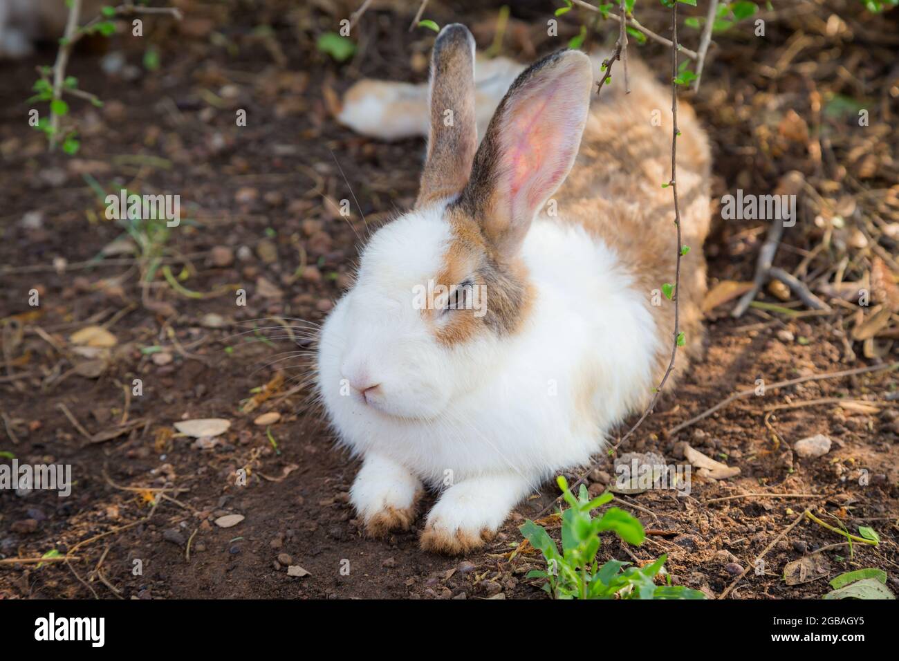 Rabbit eyes close up hi-res stock photography and images - Alamy