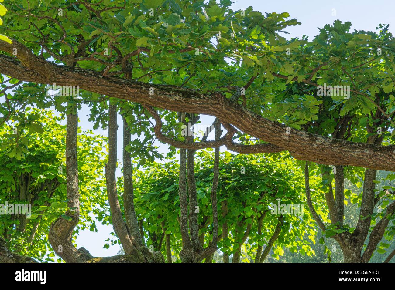 Old linden trees with branches bent up like candelabra, branch of old ...