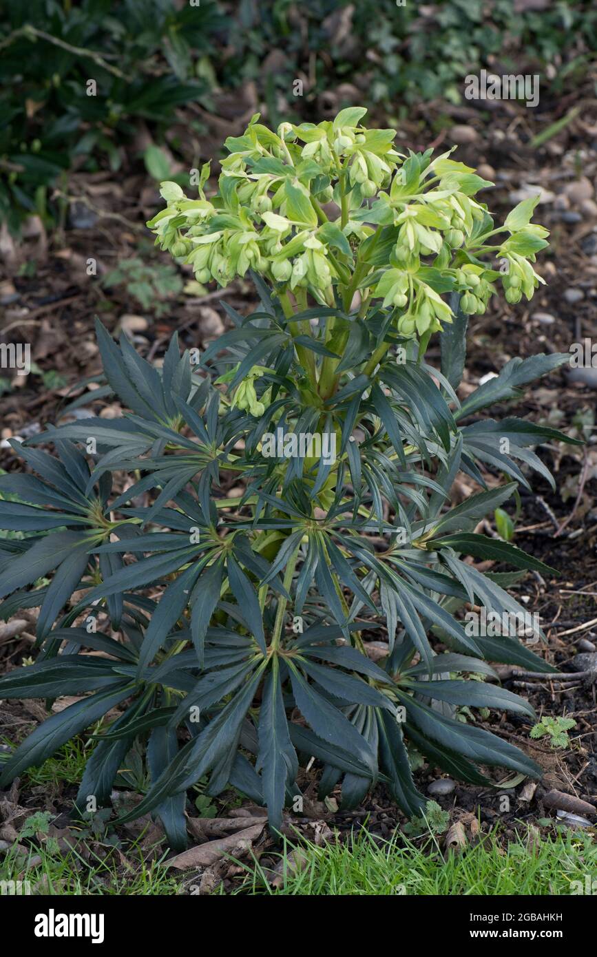 Stinking hellebore uk hi-res stock photography and images - Alamy