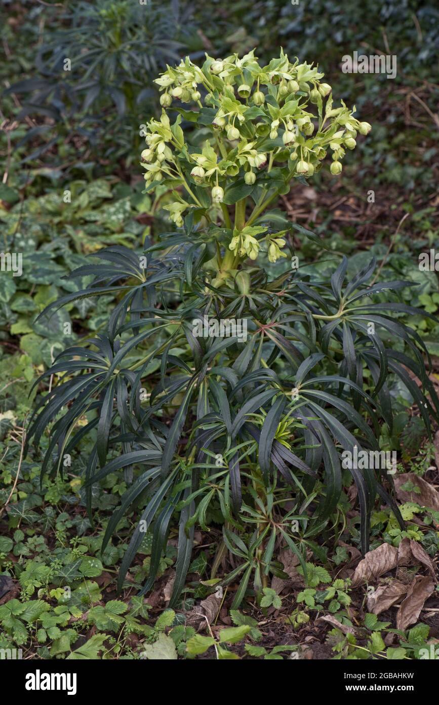 Stinking hellebore (Helleborus foetidus) evergreen perennial plant with ... Stinking hellebore (Helleborus foetidus) evergreen perennial plant with ...