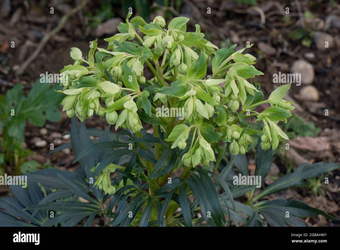 Stinking hellebore uk hi-res stock photography and images - Alamy
