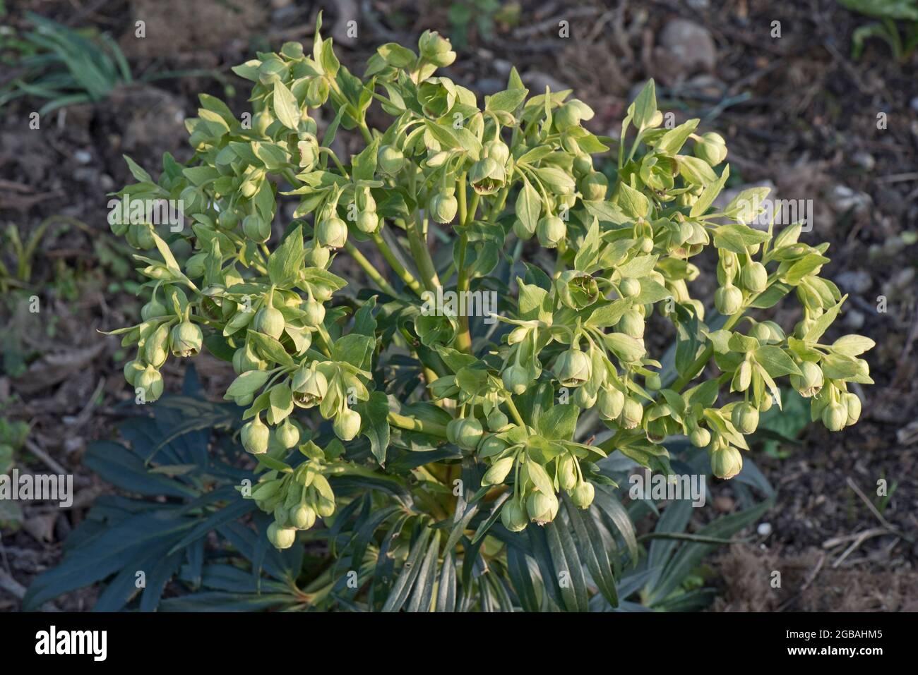 Evergreen perennial hi-res stock photography and images - Alamy