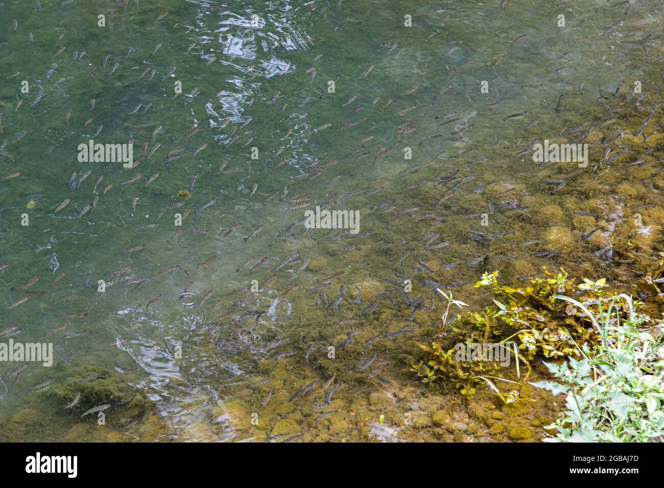 Fish fry in the pond Stock Photo - Alamy