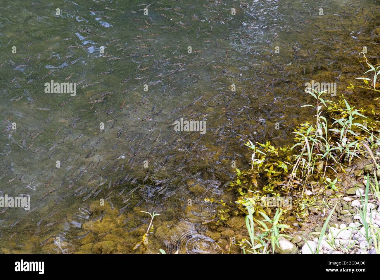 Fish fry in the pond Stock Photo - Alamy