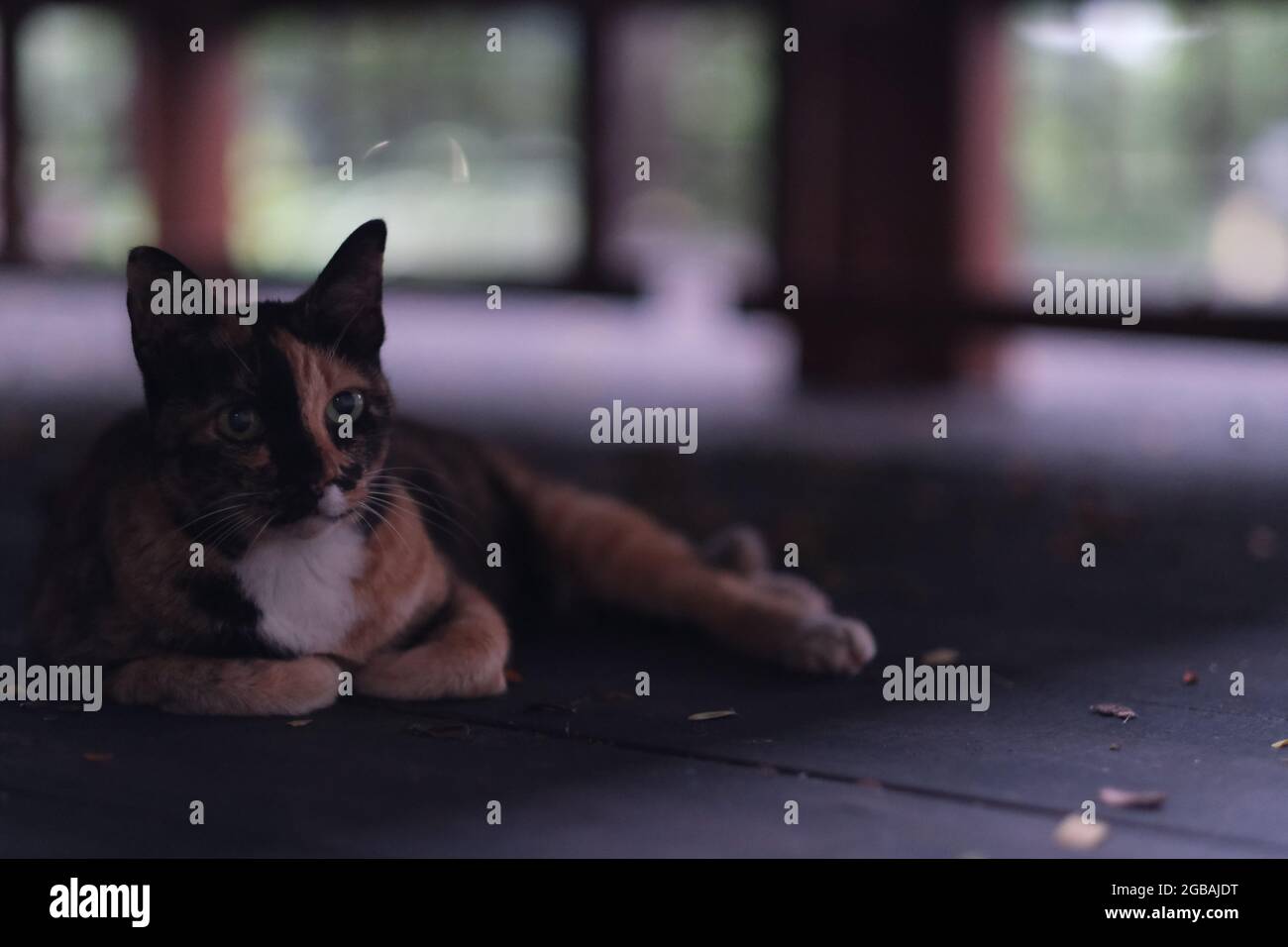 A cute cat is cautiously watching guests, while relaxing in a bench ...
