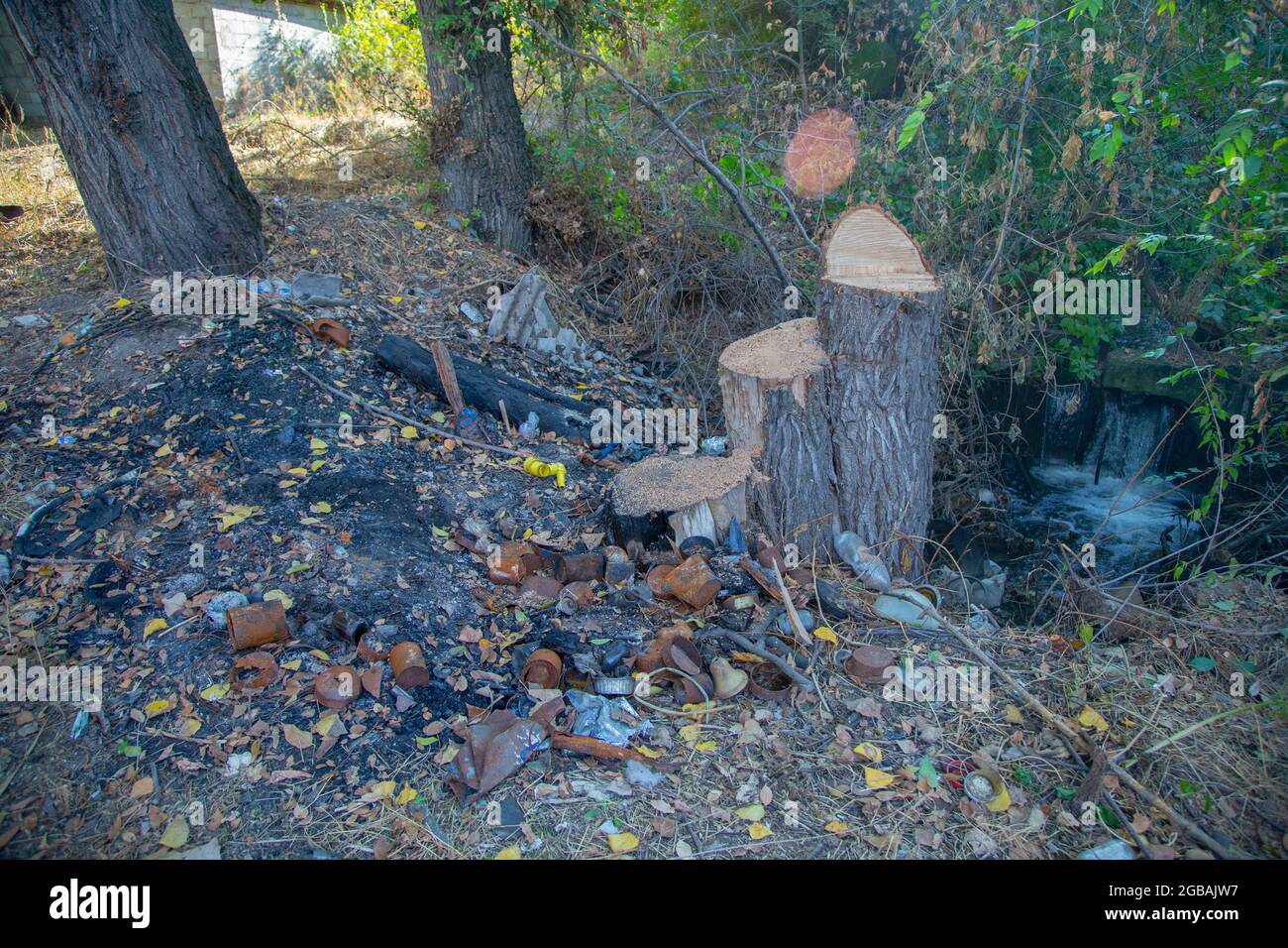 Illegal logging of trees in the forest Stock Photo - Alamy