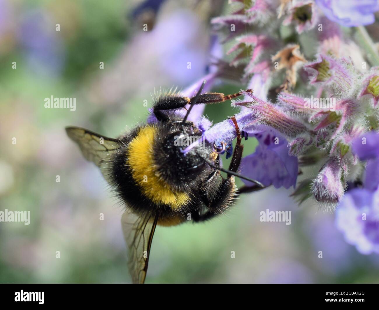 Bombus flower hi-res stock photography and images - Alamy