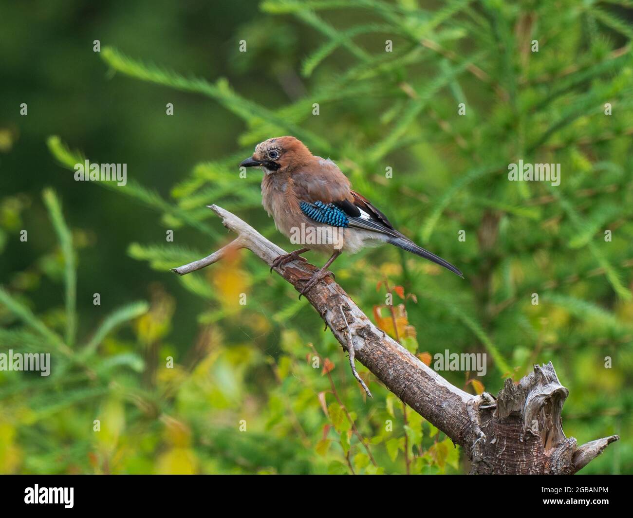 Great jay hi-res stock photography and images - Alamy