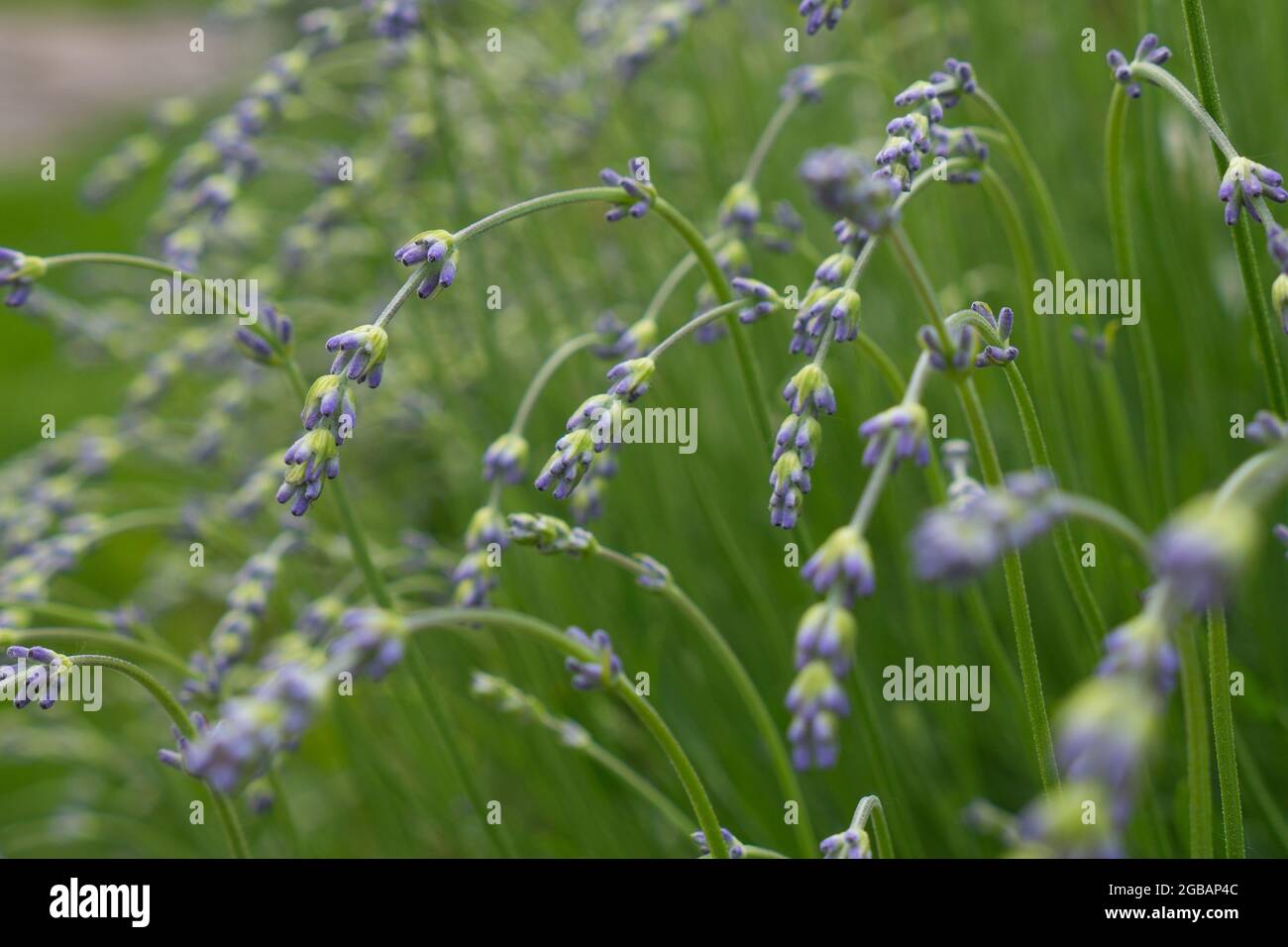 Lavanda's flowers on green background. Lavandula bunch of flowers in ...