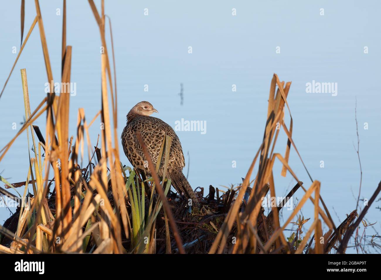 Female Ring-necked Pheasant on the shoreline of Weir Wood reservoir ...