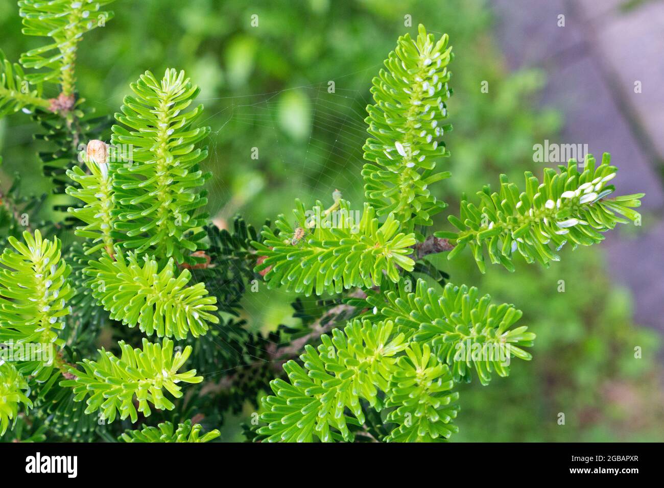 Branch of pine tree with a spiderweb and a small spider. Bright colors ...
