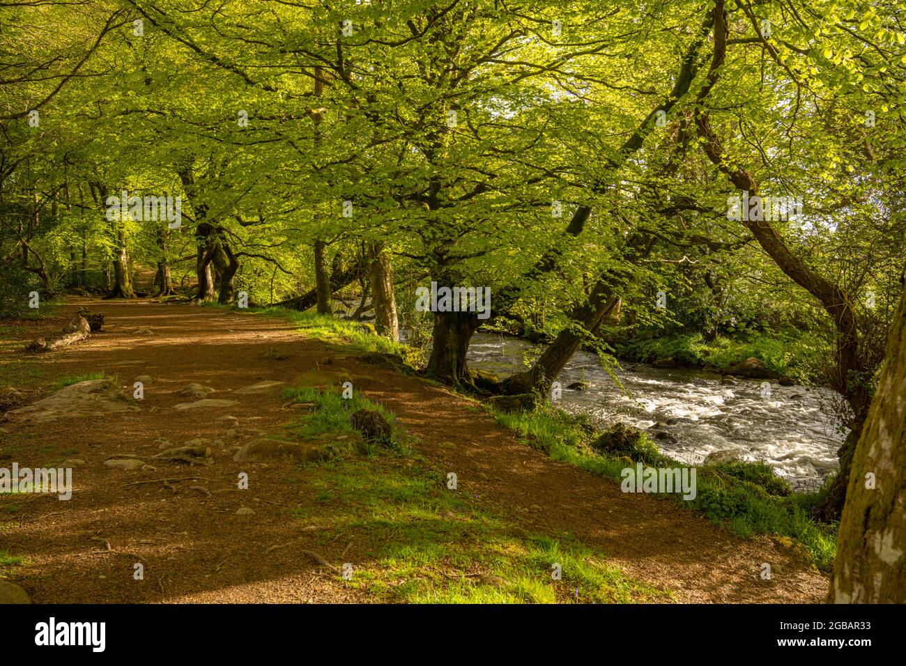 Welsh ancient woodland hi-res stock photography and images - Alamy