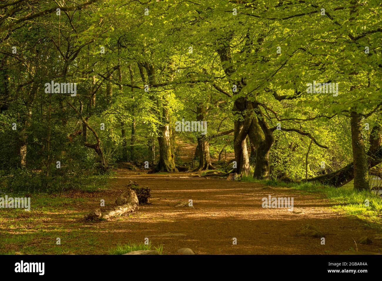Beech trees and bluebell woods on the banks of the river Afon Dwyfor at ...
