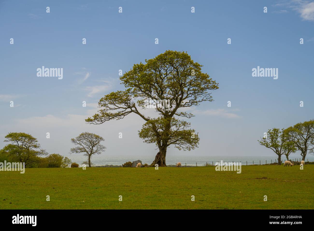 Wind bent tree on skyline near Llanystumdwy North Wales Stock Photo - Alamy