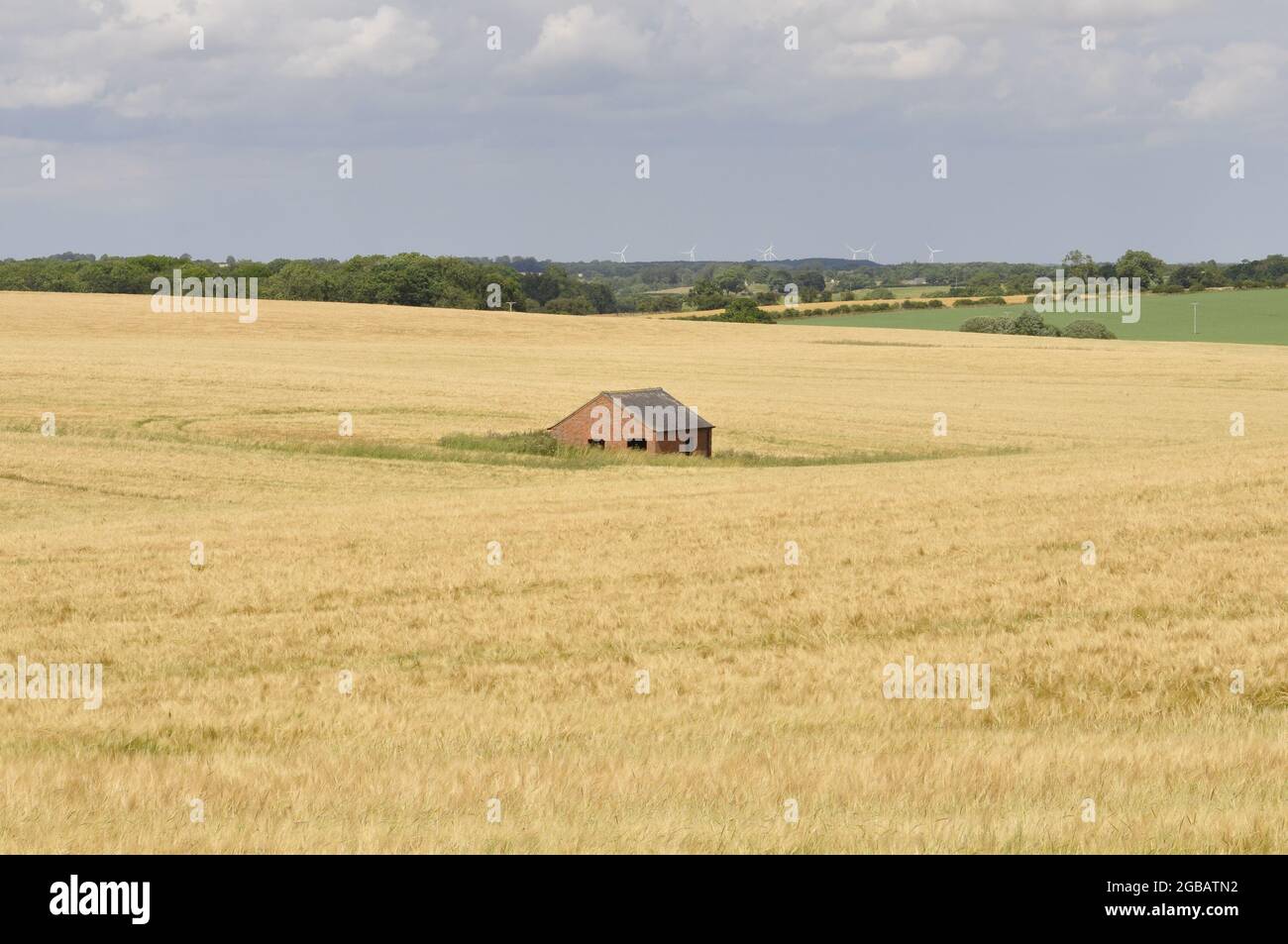 Isolated building in a field of ripe barley, south-east of Brinkhill ...