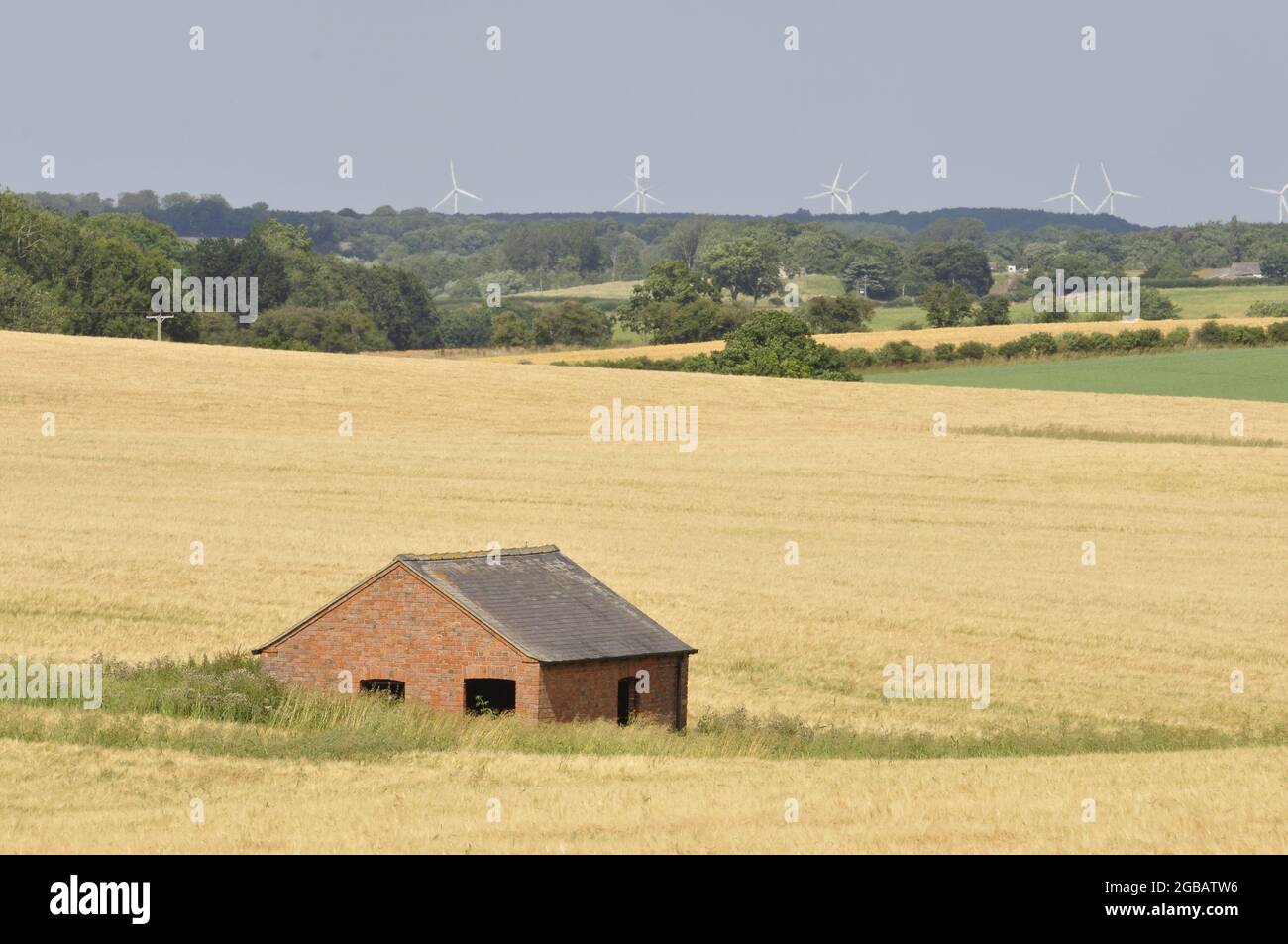Isolated building in a field of ripe barley, south-east of Brinkhill ...