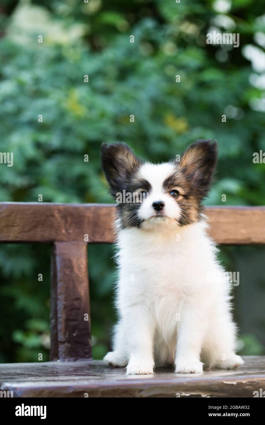 Cute Papillon Puppies