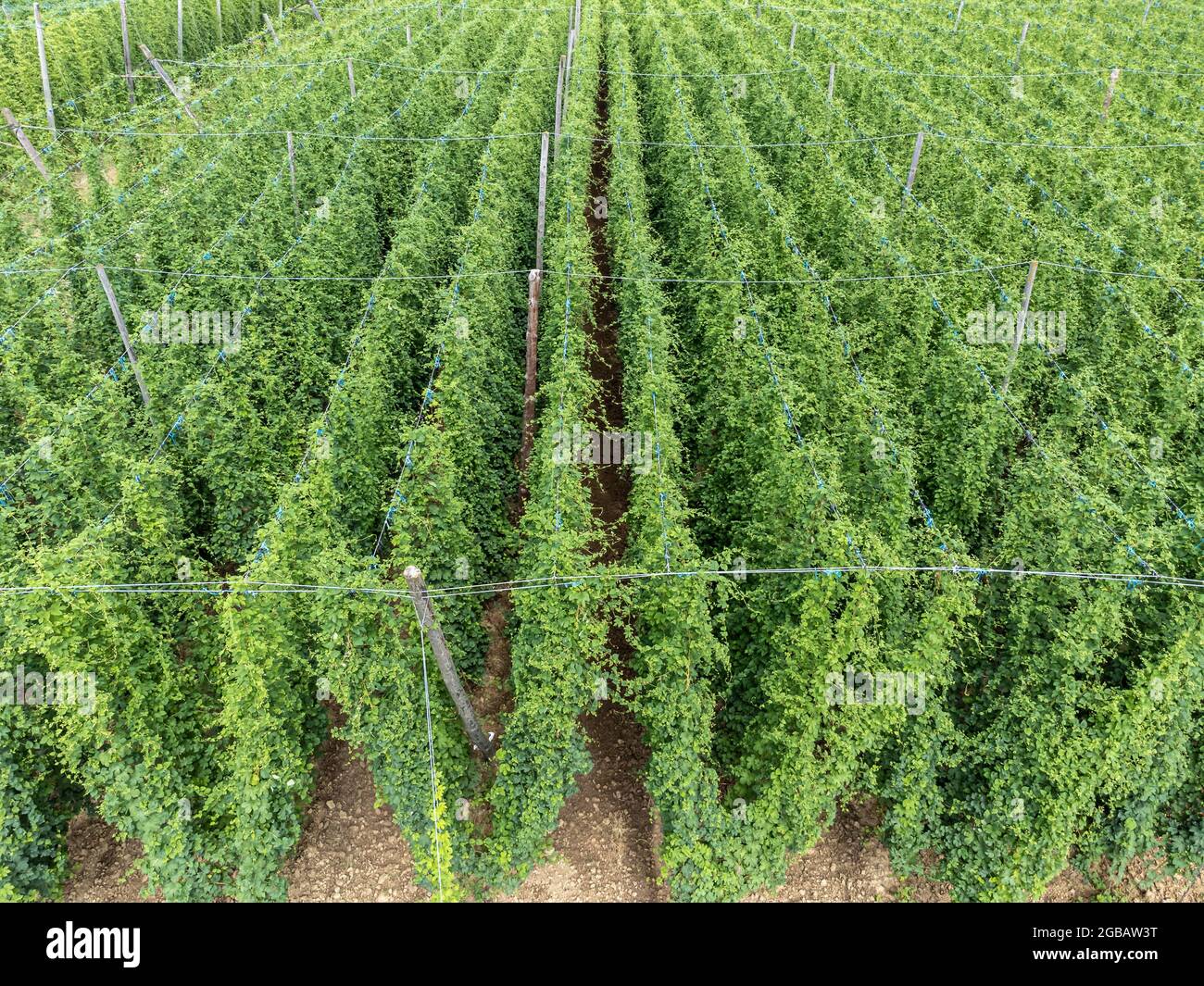 Hop plantation hi-res stock photography and images - Alamy