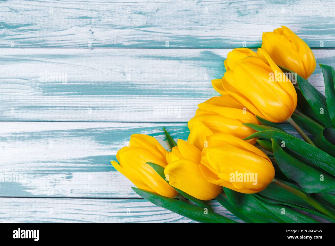 Tulips on blue wood background.Image of spring flower Stock Photo - Alamy