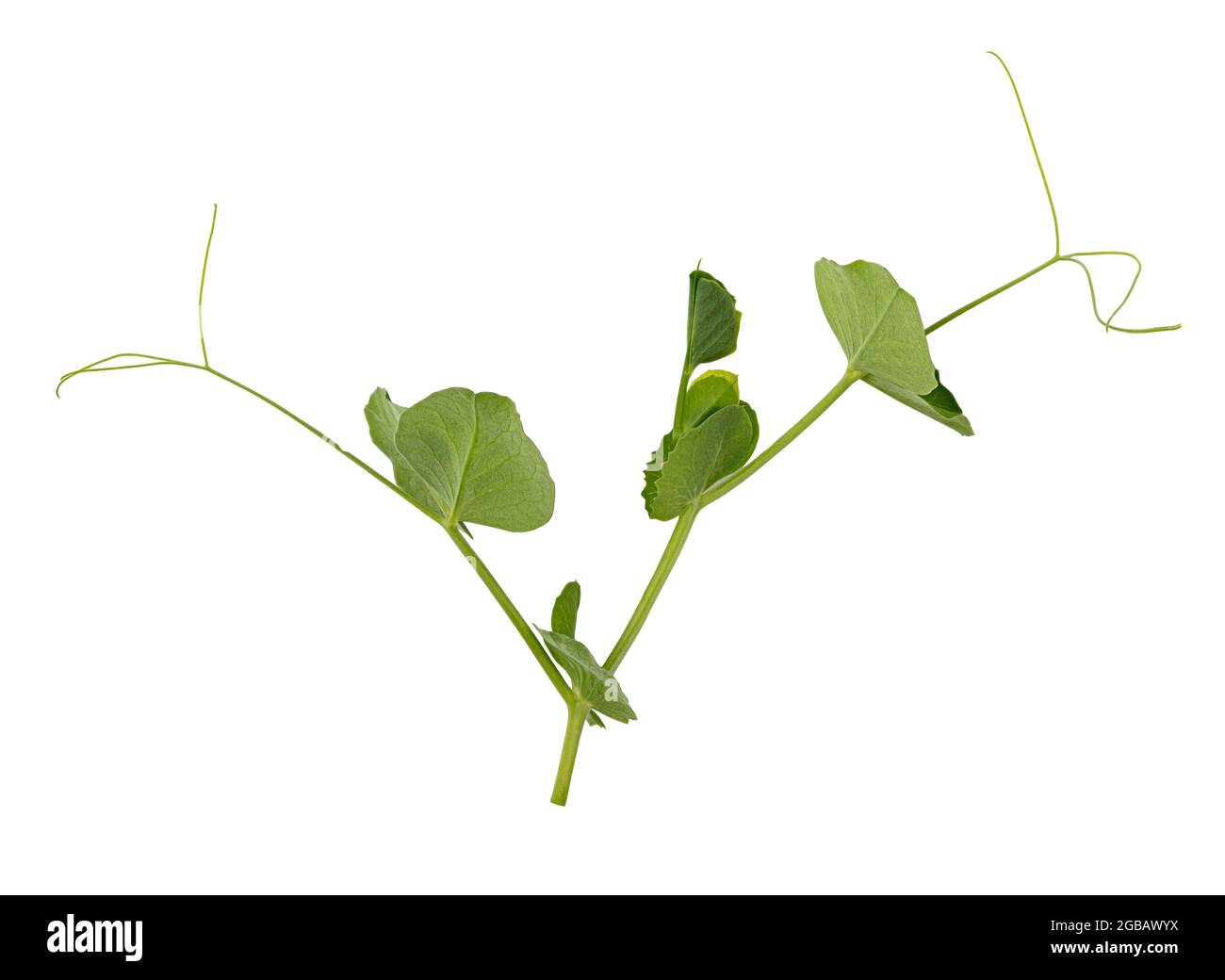 Fresh green pea leaves isolated on white background Stock Photo - Alamy