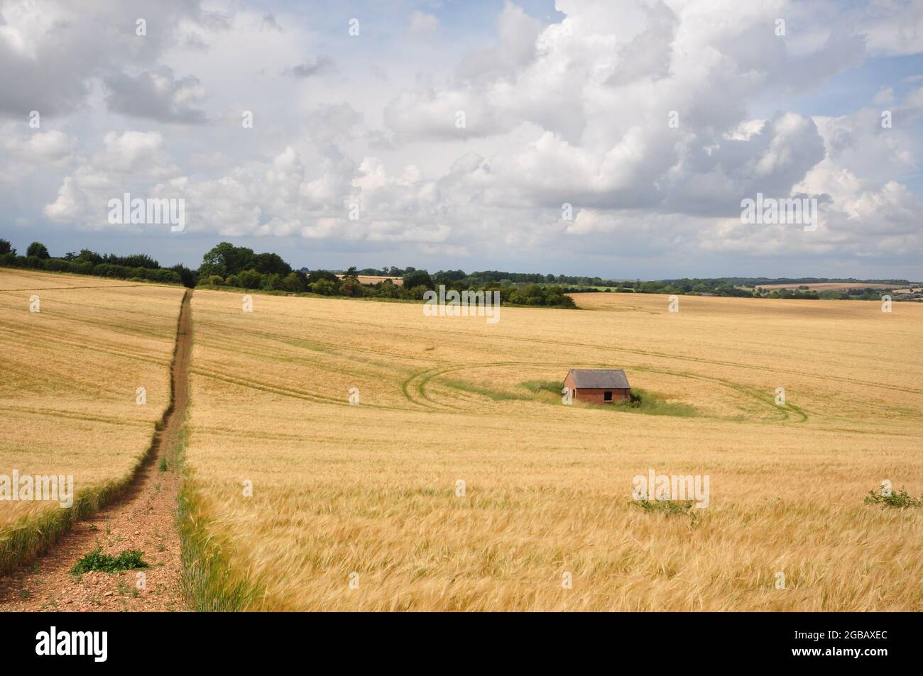 Isolated building and footpath in a field of ripe barley south-east of ...
