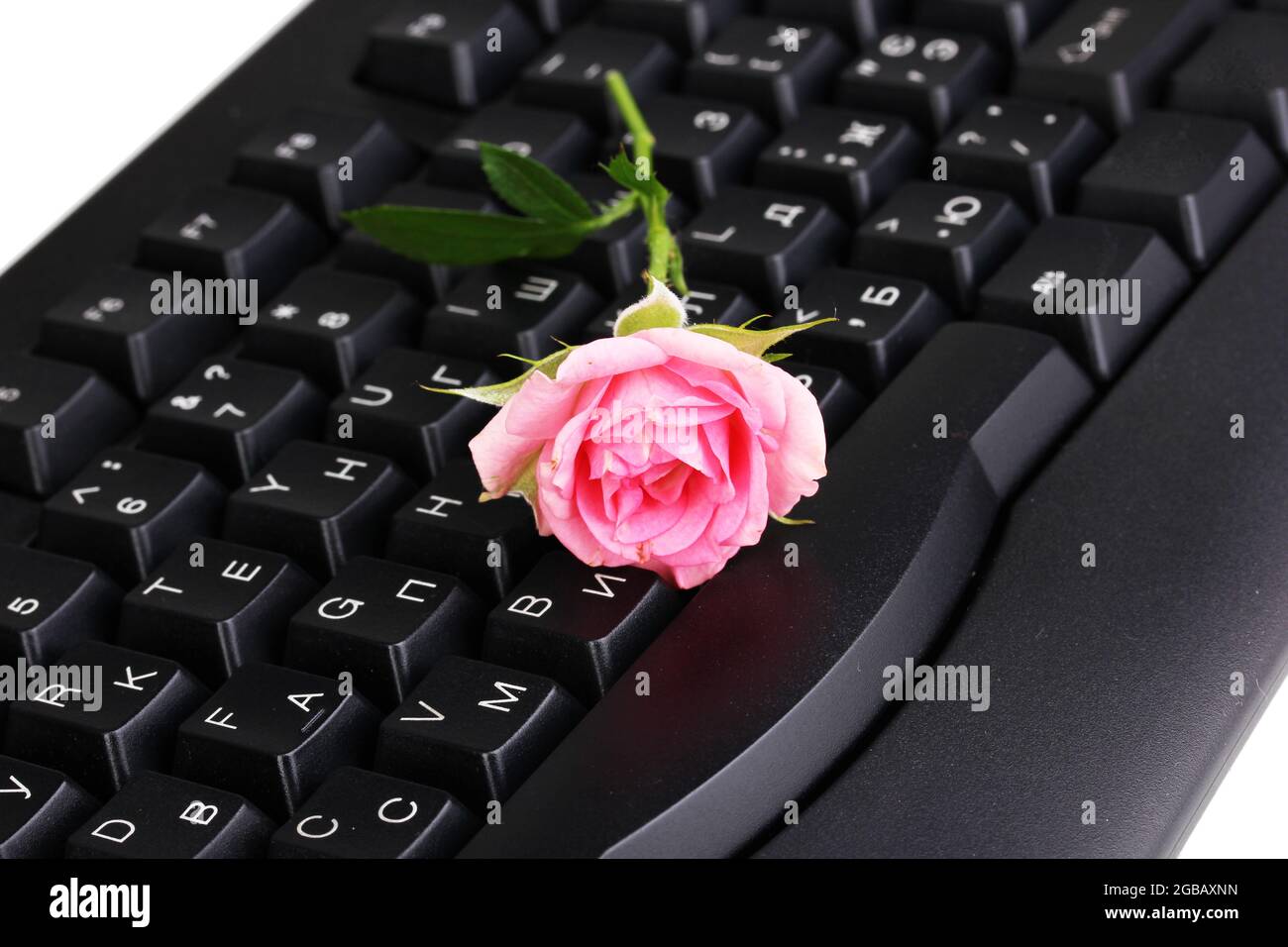 Pink rose on keyboard close-up internet communication Stock Photo - Alamy