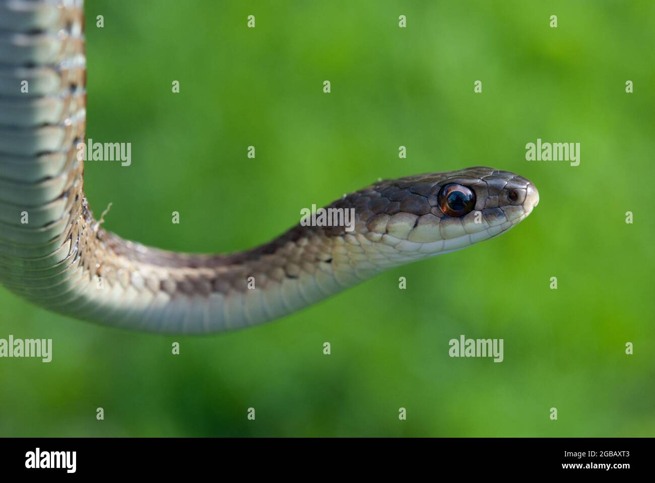 Common Garter Snake Head