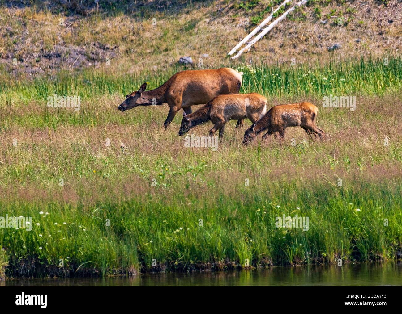 A mother cow Elk (Cervus canadensis) walks along the Madison River with ...