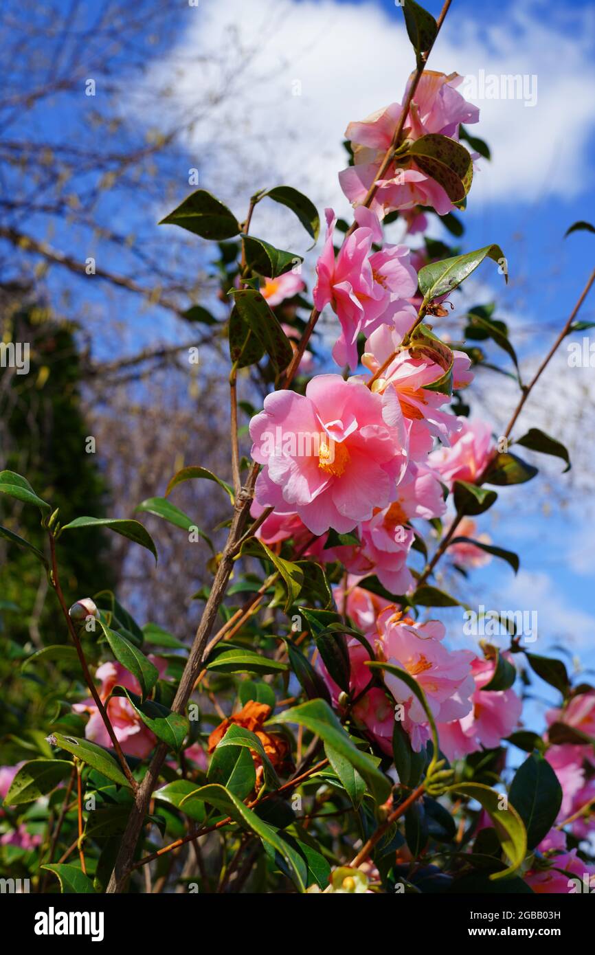 A pink icicle camellia japonica flower in bloom on the tree Stock Photo ...