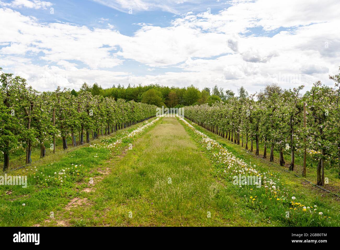 Cherry orchard with pink flowers on trees, dandelion flower visible ...