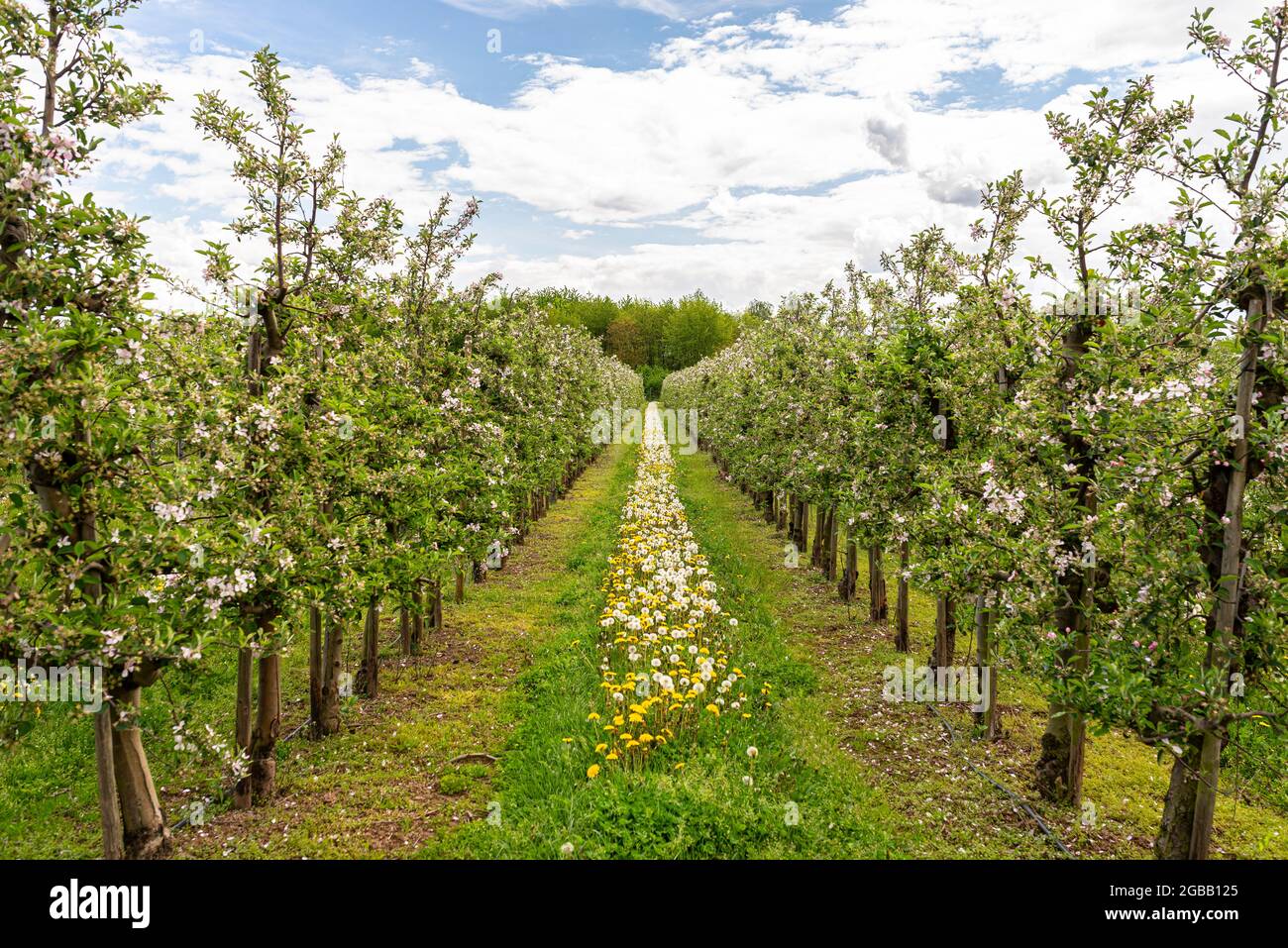 Pink cherry trees orchard hi-res stock photography and images - Alamy