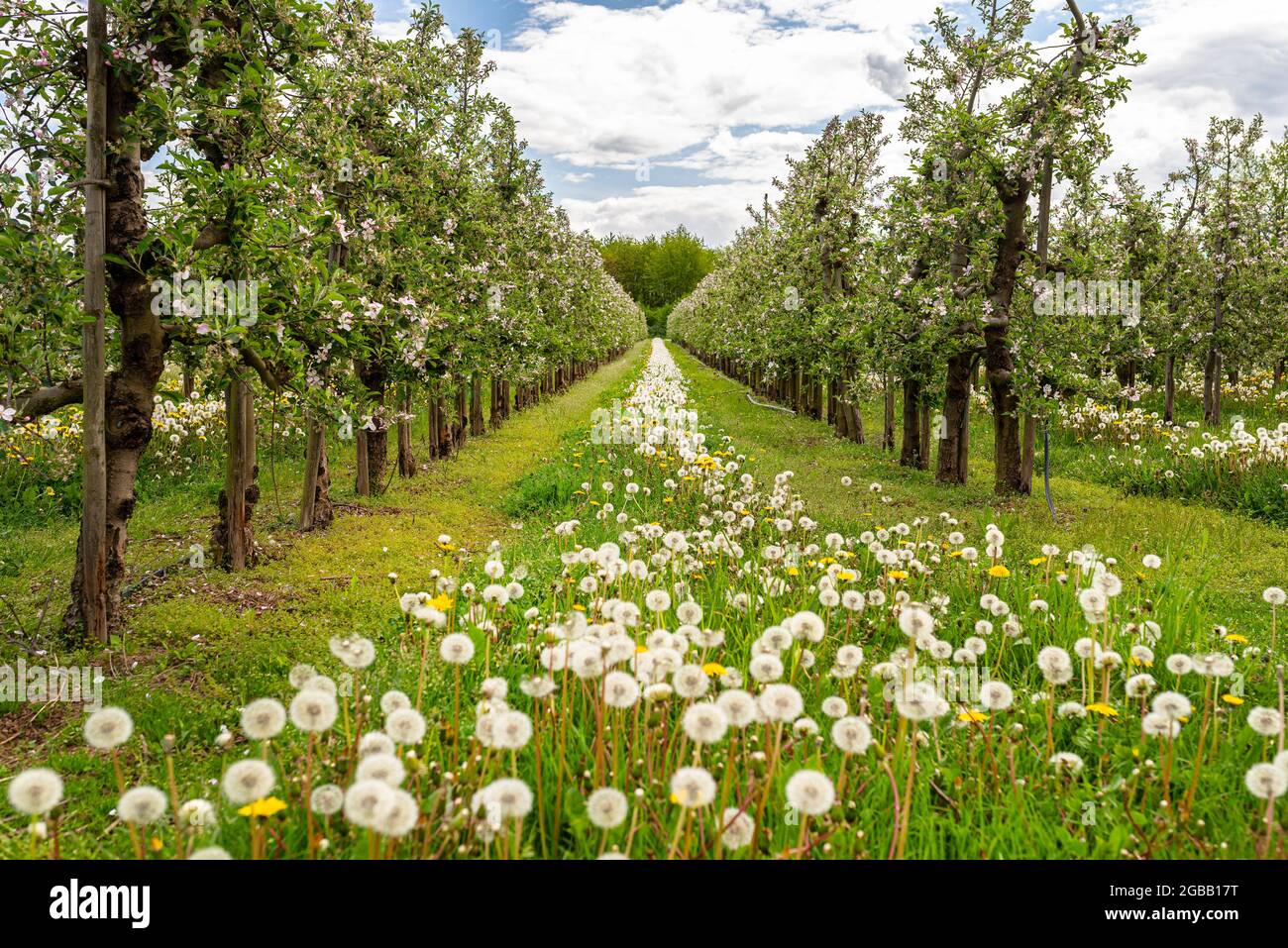 Pink cherry trees orchard hi-res stock photography and images - Alamy