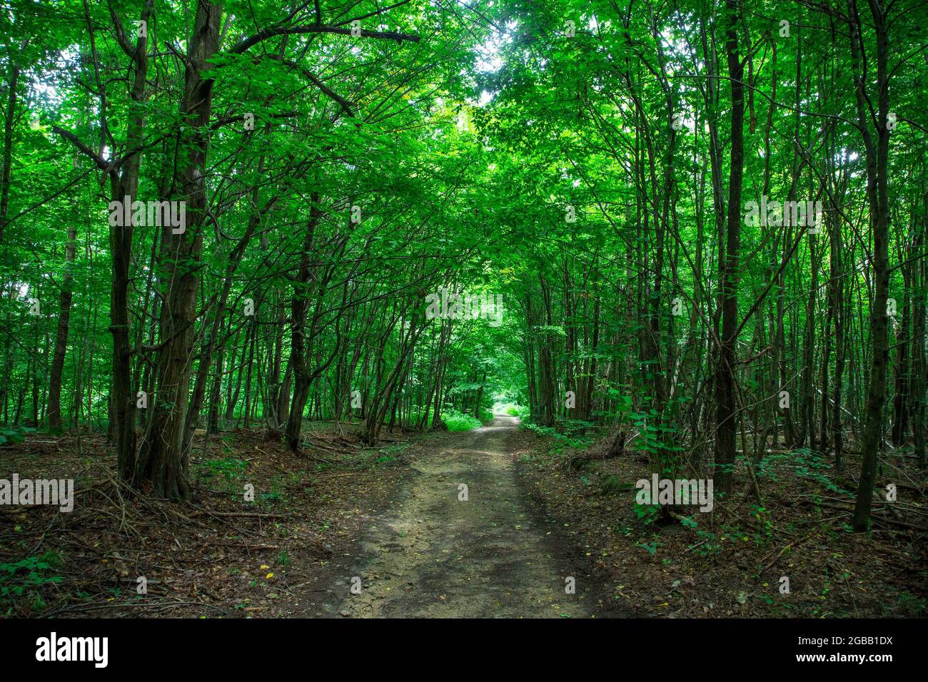 National park Thayatal - broadleaf forest Stock Photo - Alamy