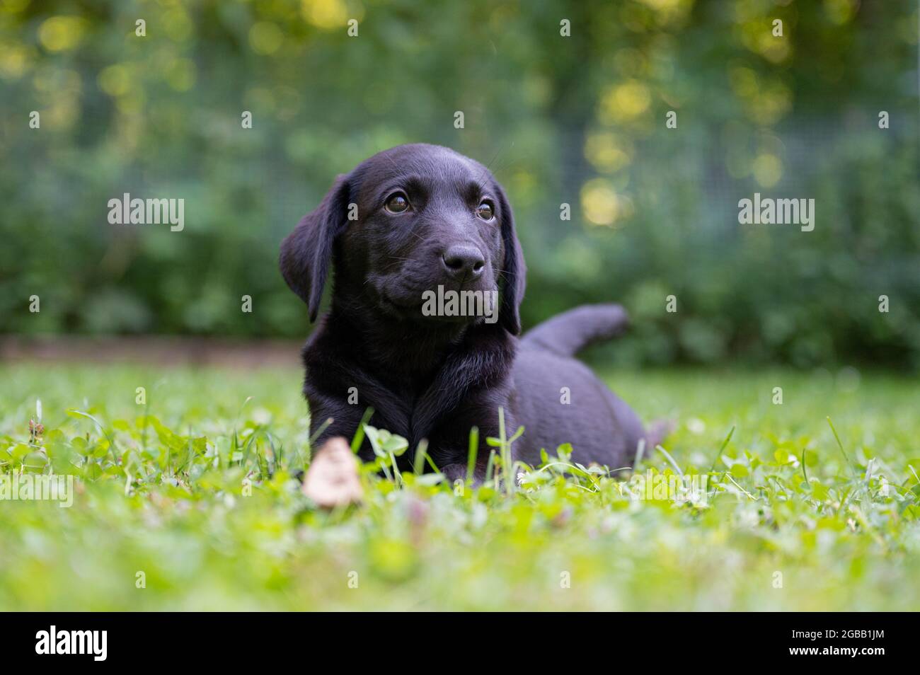 Cute black labrador puppy lying in green grass Stock Photo - Alamy