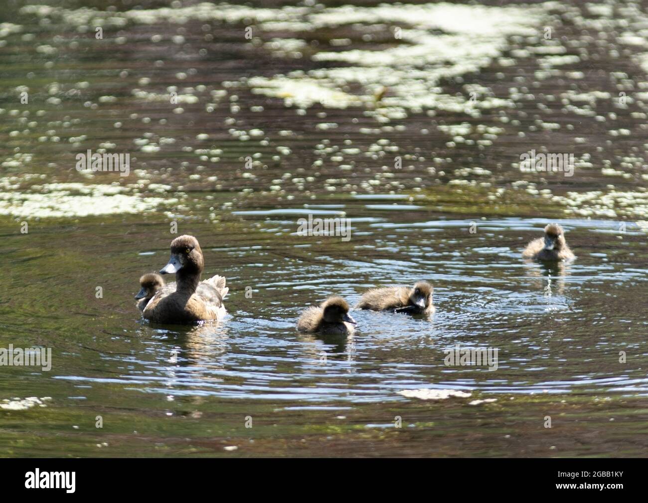 The Tufted Duck is the commonest of the diving duck family. Here a ...