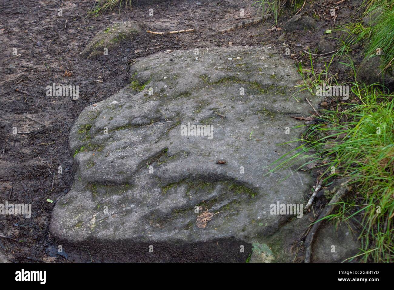 A slab of rock in a forest pathway resembling the face of a witch, UK ...