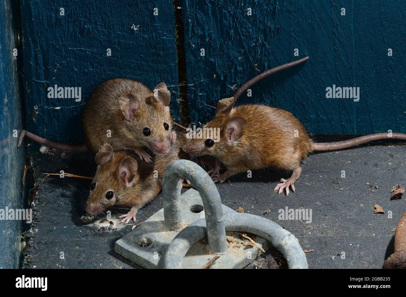 House mice in garden shed at night Stock Photo - Alamy