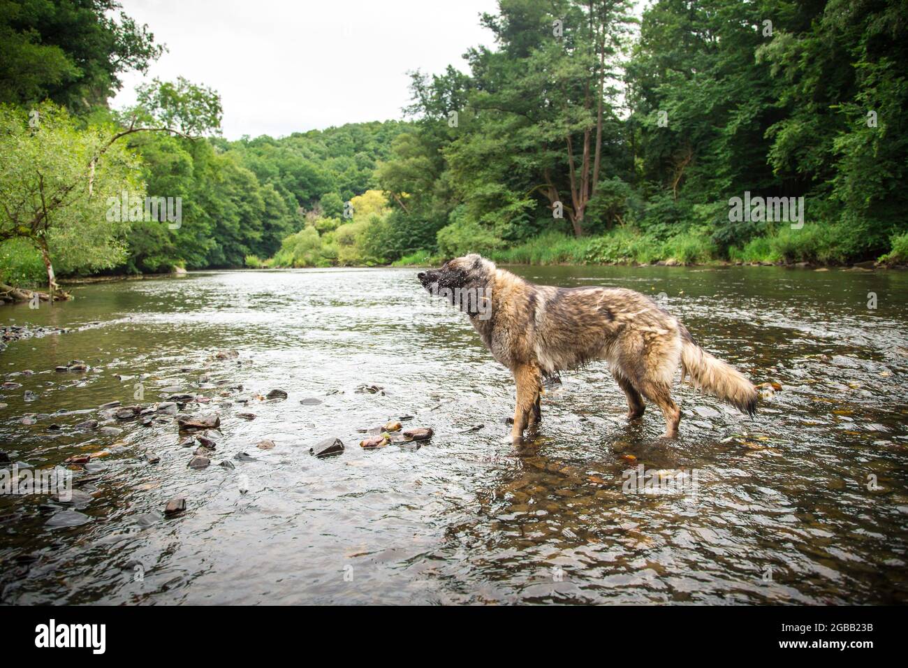 German Shepherd Dog in the Thaya river, Waldviertel, Austria Stock ...