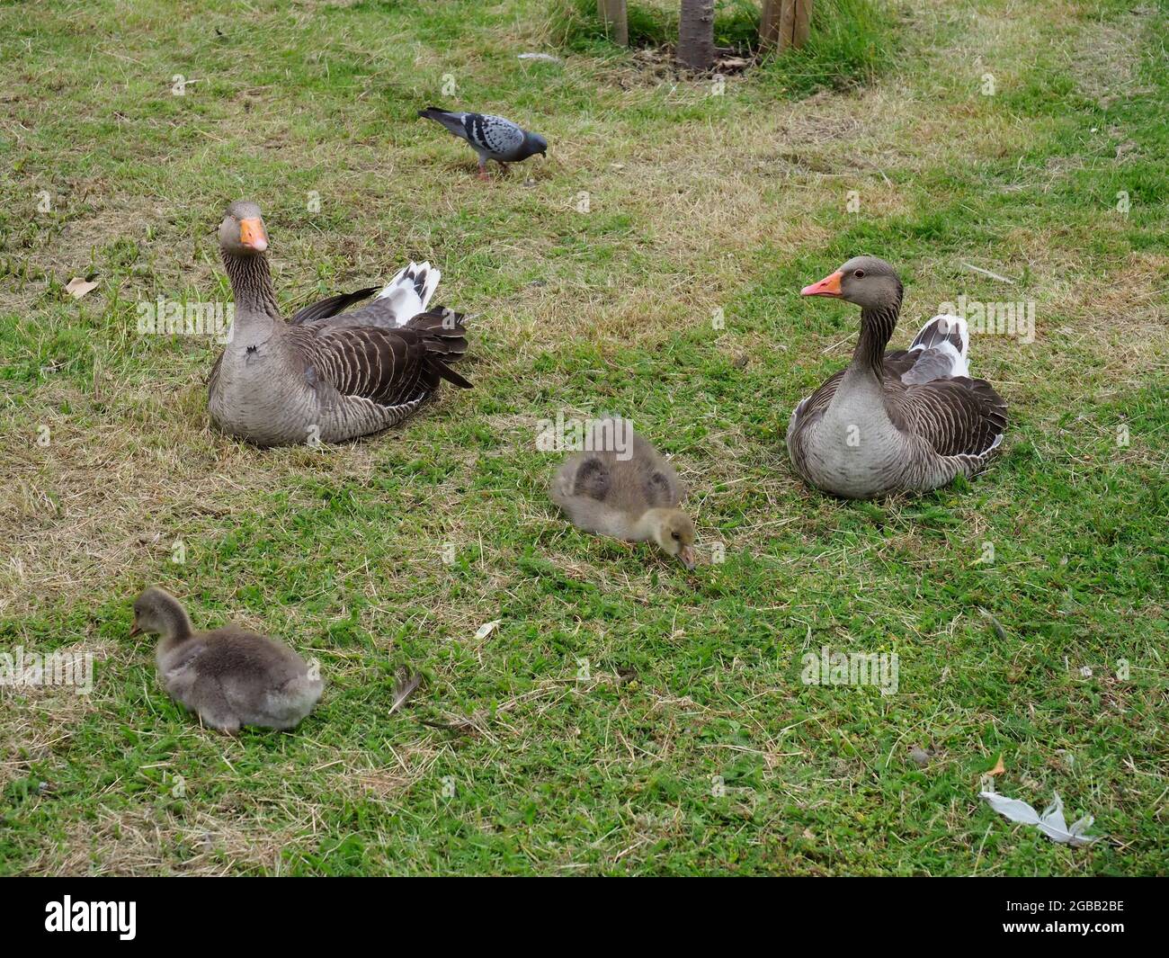 Baby pigeon hi-res stock photography and images - Alamy