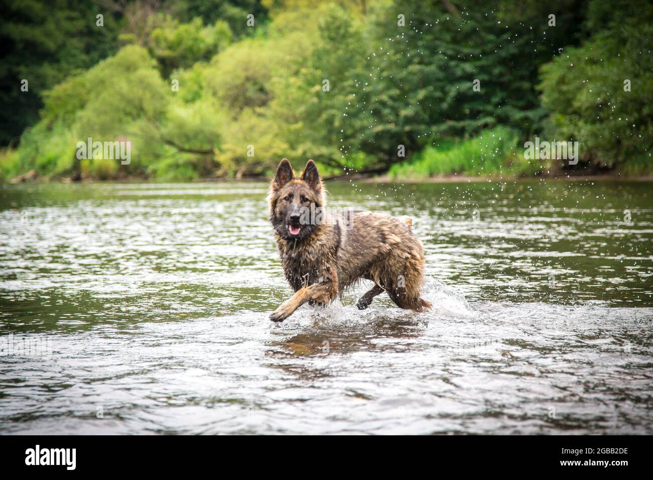 German Shepherd Dog in the Thaya river, Waldviertel, Austria Stock ...