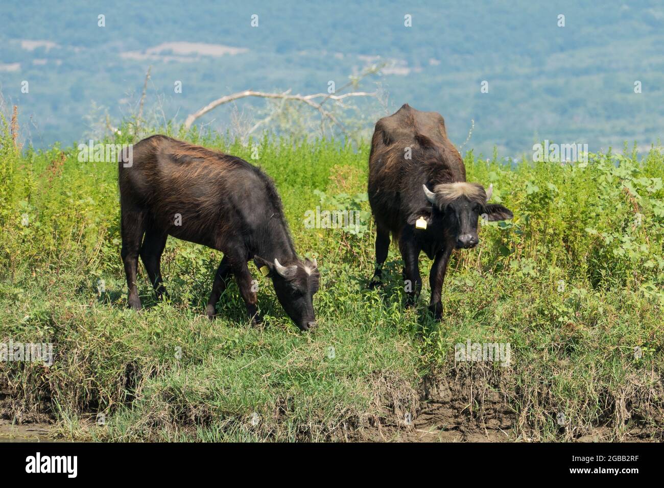 Lake Kerkini, Greece, July 13, 2021: The Levantine buffalo is a breed ...