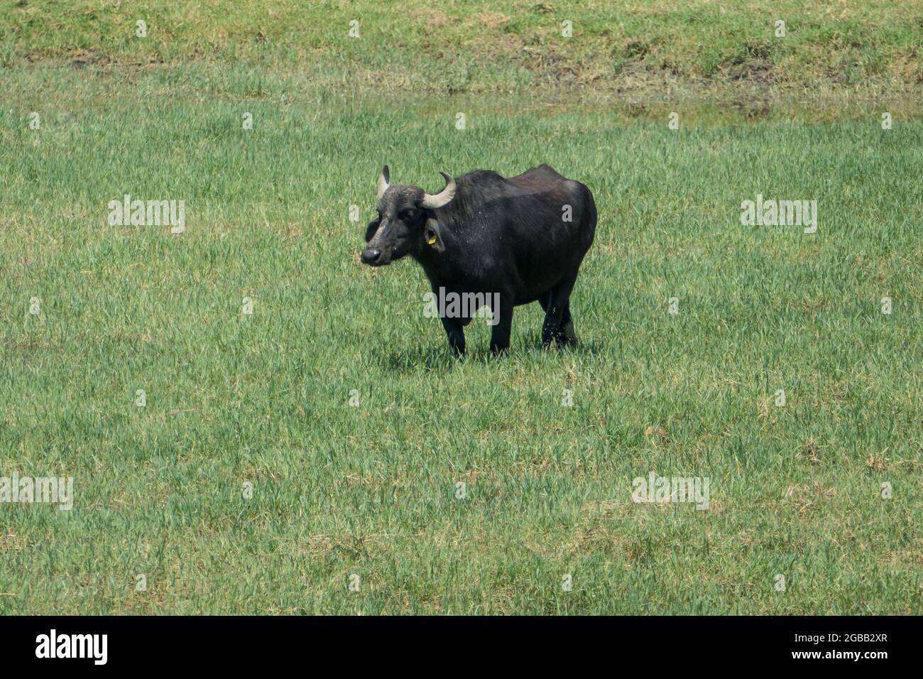 Lake Kerkini, Greece, July 13, 2021: The Levantine buffalo is a breed ...