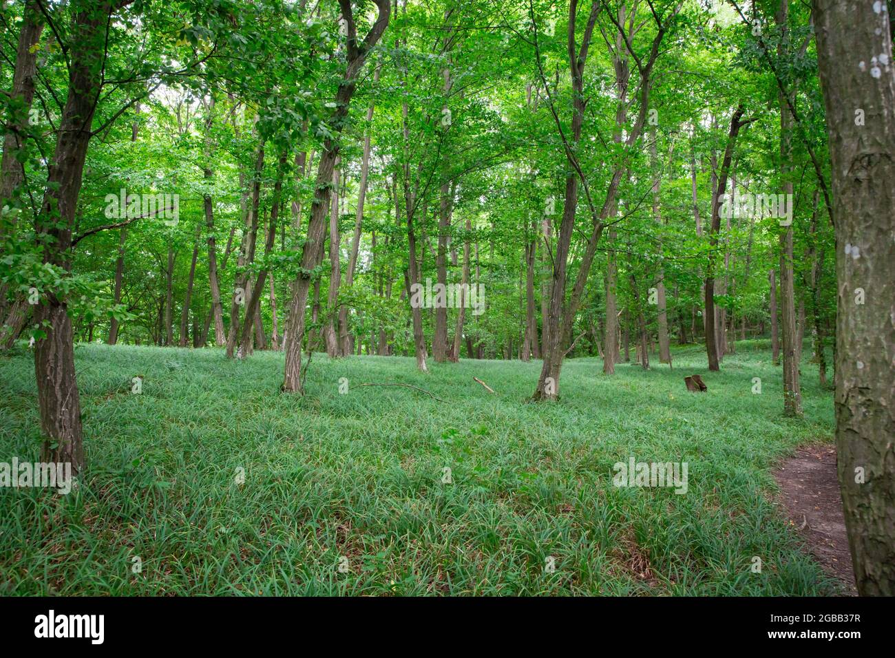 National park Thayatal - broadleaf forest Stock Photo - Alamy